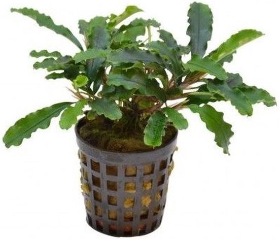 Bucephalandra Singtang - Aquariumplant - Aqua Producten - Moerings ...