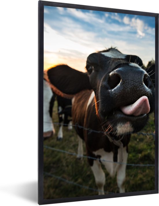 Fotolijst incl. Poster - Koe - Dieren - Natuur - Uitstekende tong ...