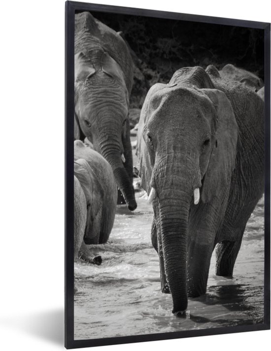 Fotolijst incl. Poster Zwart Wit- Olifant - Dieren - Water - Zwart wit ...
