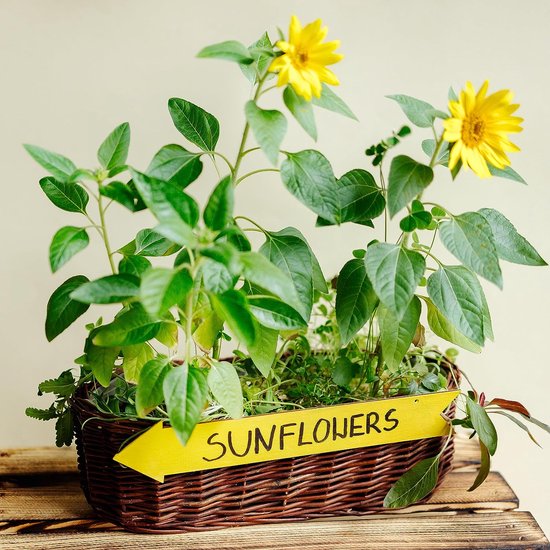 5 x Grote Lange Houten Pijlbord Decoratie | Platte Dart Houten Triplex ...