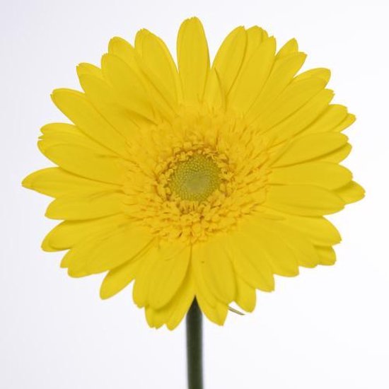 DutchFlowers - Boeket - 20x Germini moreno 70cm | bol