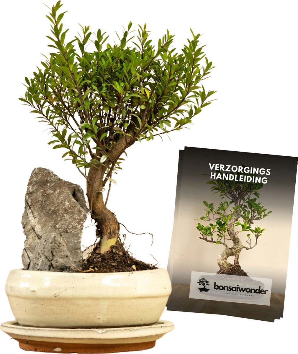 YouFlowers - Syzygium - Bonsai boompje - (M) met rots - Hoogte: 30cm, Ø ...