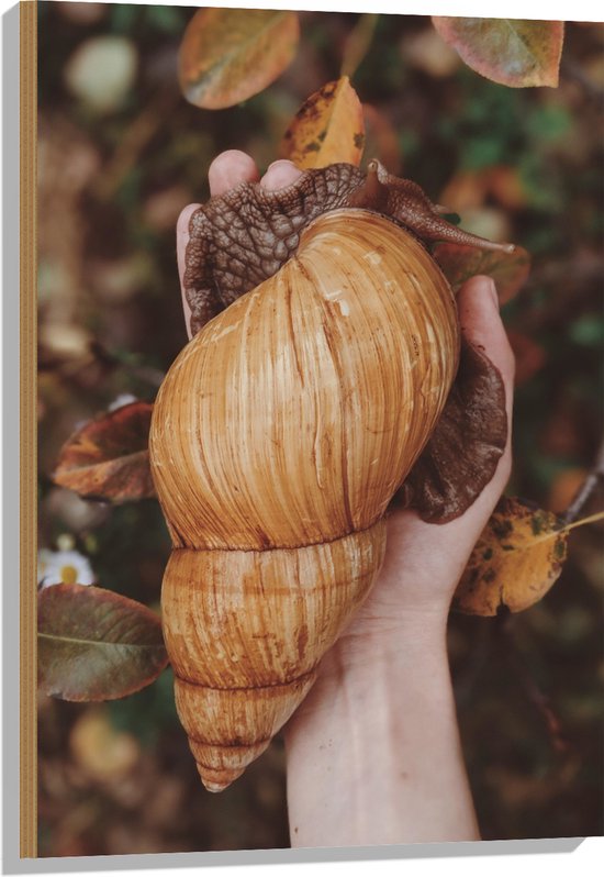 Hout - Slak - Schelp - Groot - Hand - Natuur - Bladeren - Herfst ...