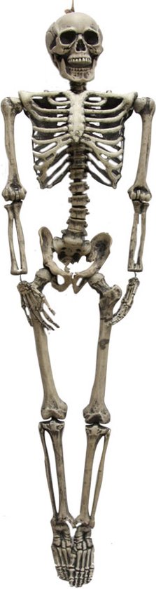 Skelet 160cm - levensgroot skelet met beweegbare delen - halloween ...