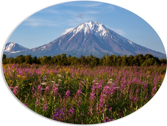 PVC Schuimplaat Ovaal - Bruine Berg aan het Einde van Roze Bloemenveld ...