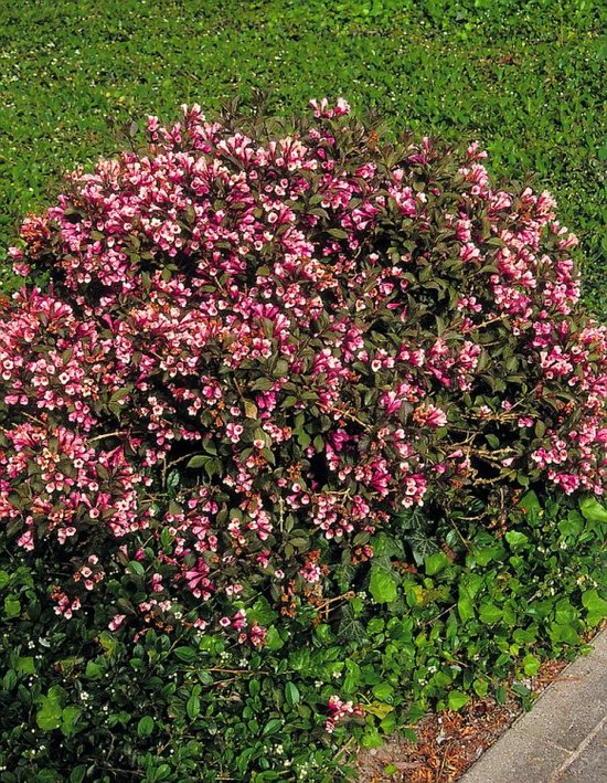 Weigela florida 'Nana Purpurea' C2 40-60 cm | bol.com