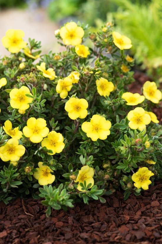 Plants Online - Tuinplanten - Heesters - Set van 1 - - Potentilla ...