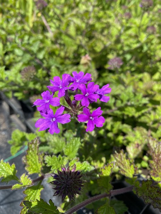 6 x Verbena 'Homestead Purple' - Ijzerhard - P9 Pot (9 x 9cm) - Dima ...