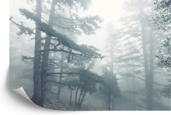 Fotobehang Bos In Mist | bol