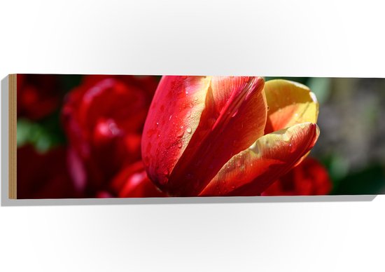 Hout - Rood met Gele Tulp met Rode Bloemen Achtergrond - 90x30 cm - 9 ...