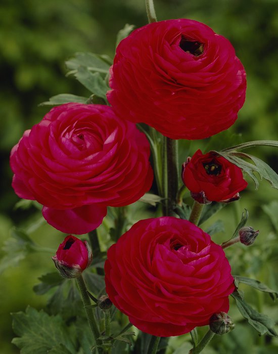 Ranunculus red 10 stuks - ranonkels | bol