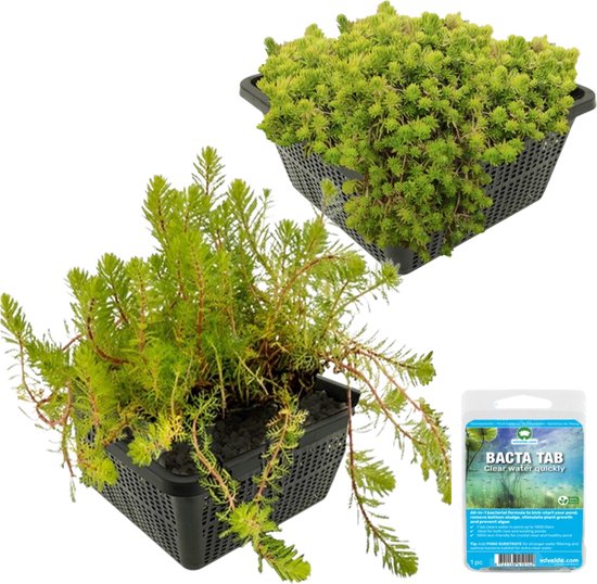 vdvelde.com - Draadalgen Bestrijden en Voorkomen Pakket - S - 0,5 - 1 ...