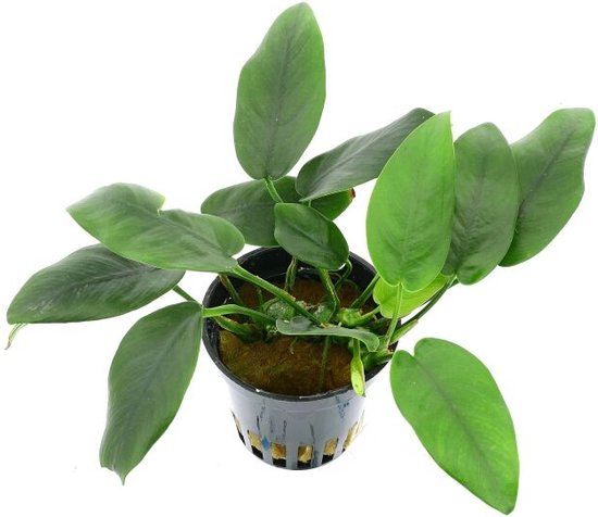 Aquaflora Anubias Barteri Nana Bolang | Speerblad | in 5 cm pot | bol