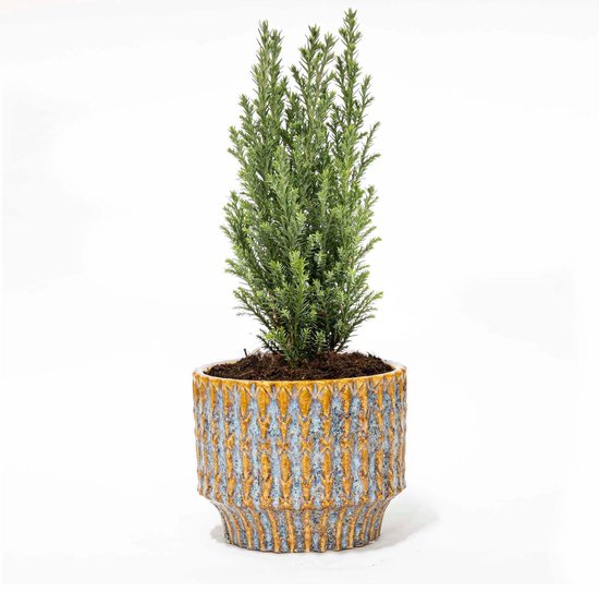 Een mini Kerstboom Ellwoodii + Pot Echo - Ø9cm - 25-30cm Hoog | bol