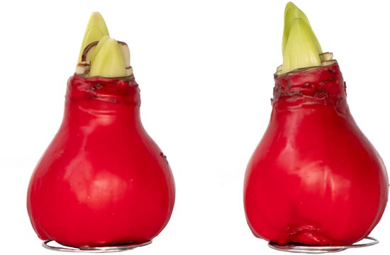 Plant in a Box - Amaryllis - Hippeastrum 'Wax Red' - Bloembol - Rode ...