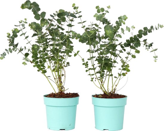 Plant in a Box - Eucalyptus 'Baby Blue' - Set van 2 ...
