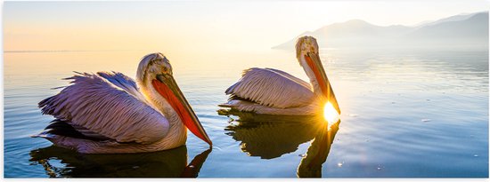 WallClassics - Poster (Mat) - Zwemmende Pelikanen - 90x30 cm Foto op ...