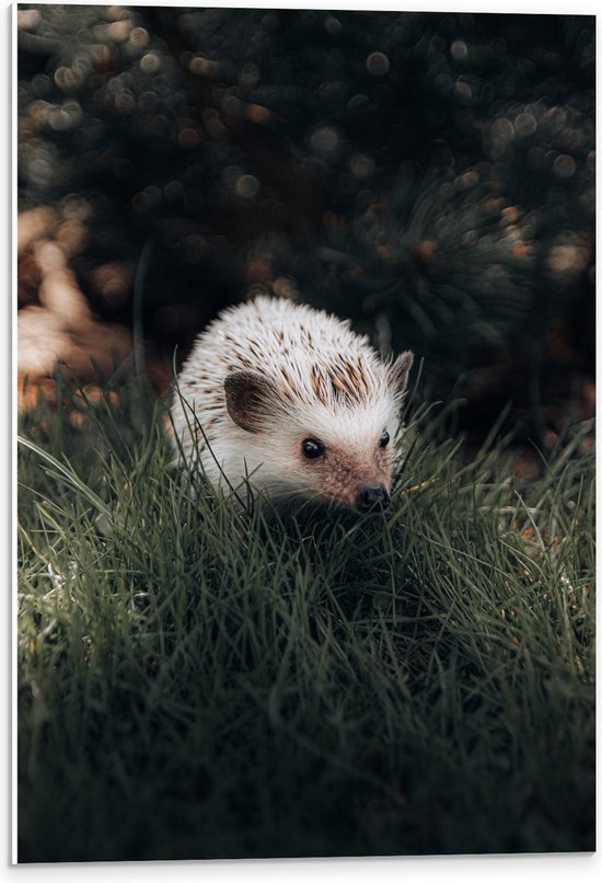 WallClassics - PVC Schuimplaat - Witte Egel in het Gras - 40x60 cm Foto ...
