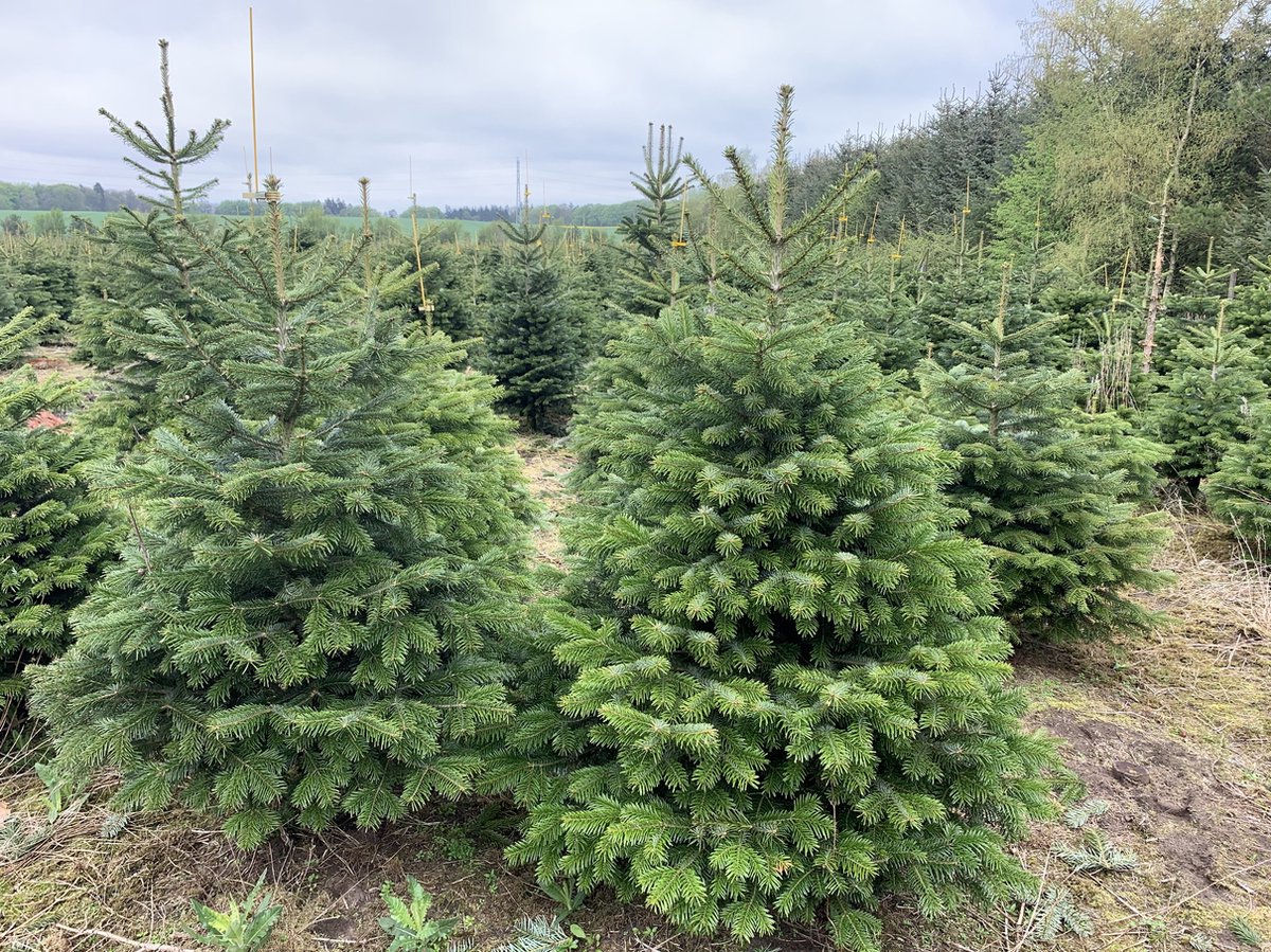 Echte Kerstboom - Nordmann kerstboom - Deense Floradanica gezaagd - 175-200cm - de... | bol.com