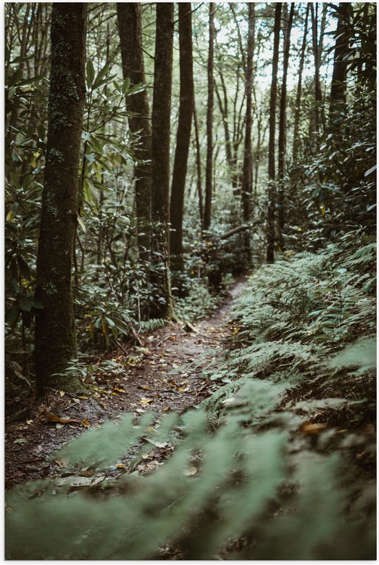 WallClassics - Poster (Mat) - Close-Up van Wandelpad in Bos - 100x150 ...