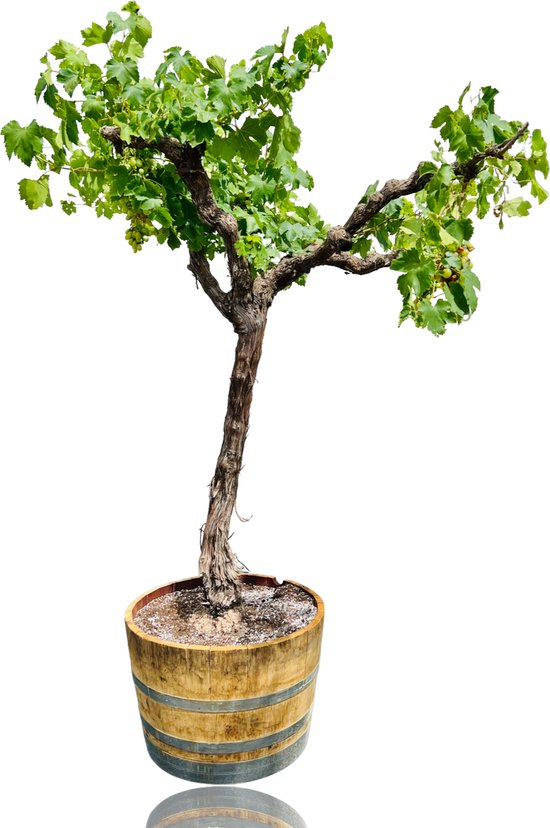 Druivenboom in half wijnvat - Vitis Vinifera - Druivenplant ...