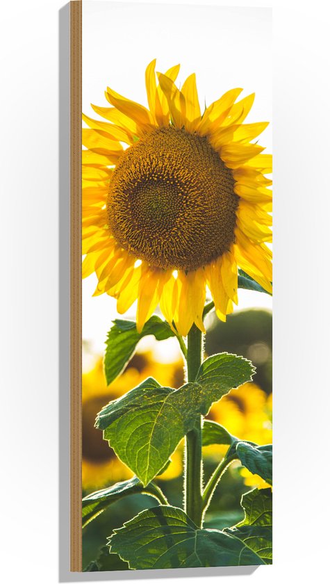 WallClassics - Hout - Close-up van Zonnebloem in Veld - 30x90 cm - 12 ...