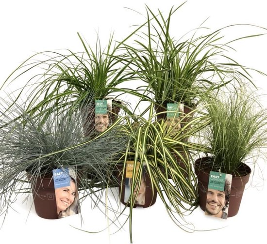 Gras in soorten | bol