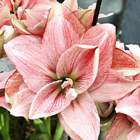 Amaryllis Pink Glory 30/32 - 1 stuk - Hippeastrum | bol.com
