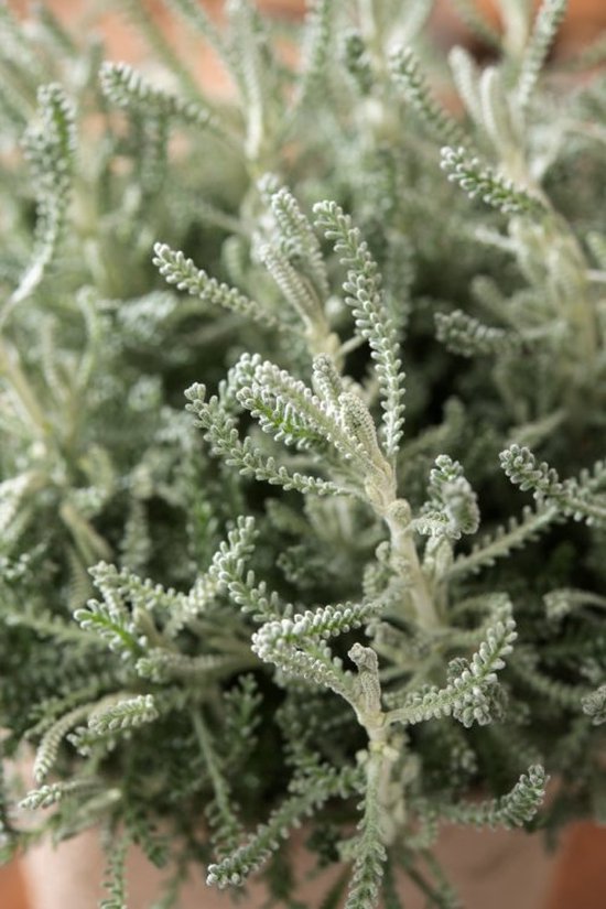 Set van 3 | Santolina chamaecyparissus - 0.7 liter pot | bol