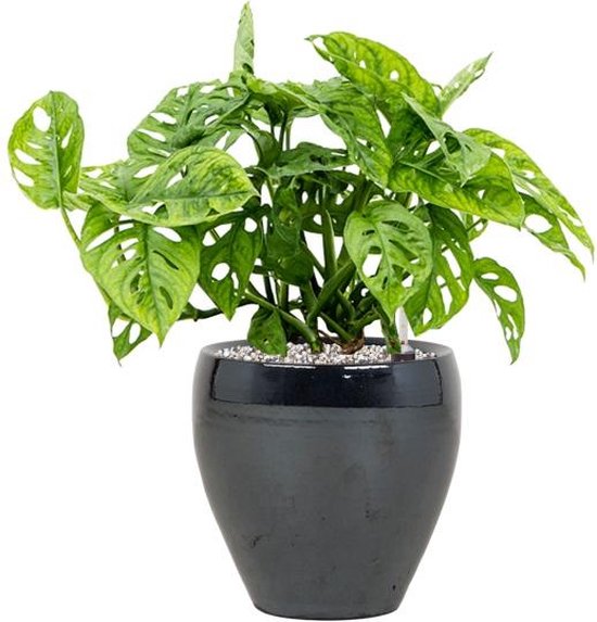 Plant in Pot Monstera Obliqua 45 cm kamerplant in Amora Metal Blue 21 ...