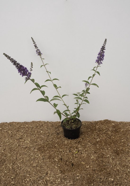 Vlinderstruik: Buddleja davidii Royal Red Buddleja davidii ‘Royal Red ...