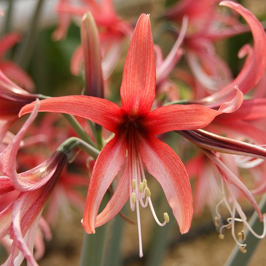 Amaryllis Roze (Rose Cybister) | bol.com
