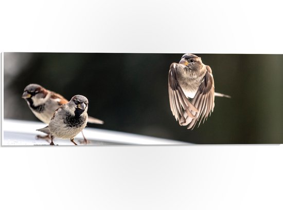 WallClassics - PVC Schuimplaat- Mussen op de Motorkap - 60x20 cm Foto op PVC Schuimplaat | bol