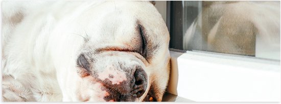 WallClassics - Poster (Mat) - Slapende Hond in het Raamkozijn - 60x20 ...