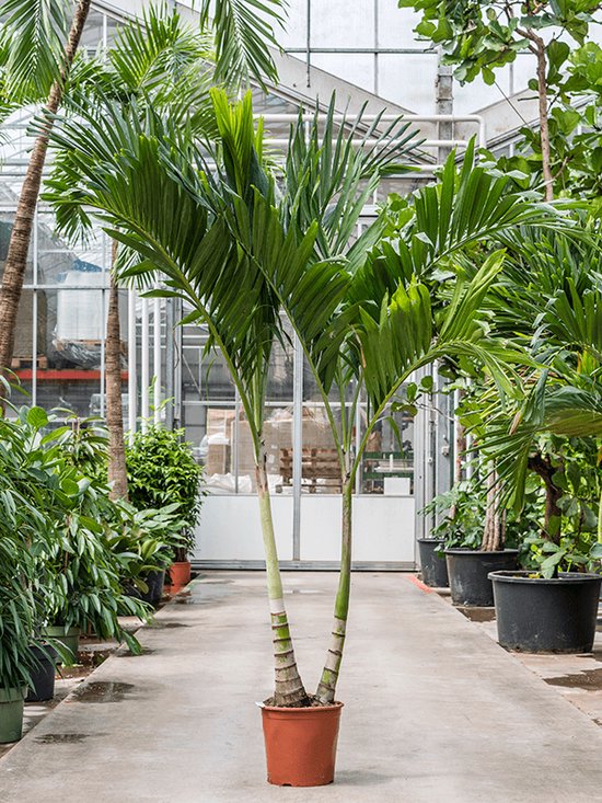 Veitchia (Adonidia) Merrillii | bol