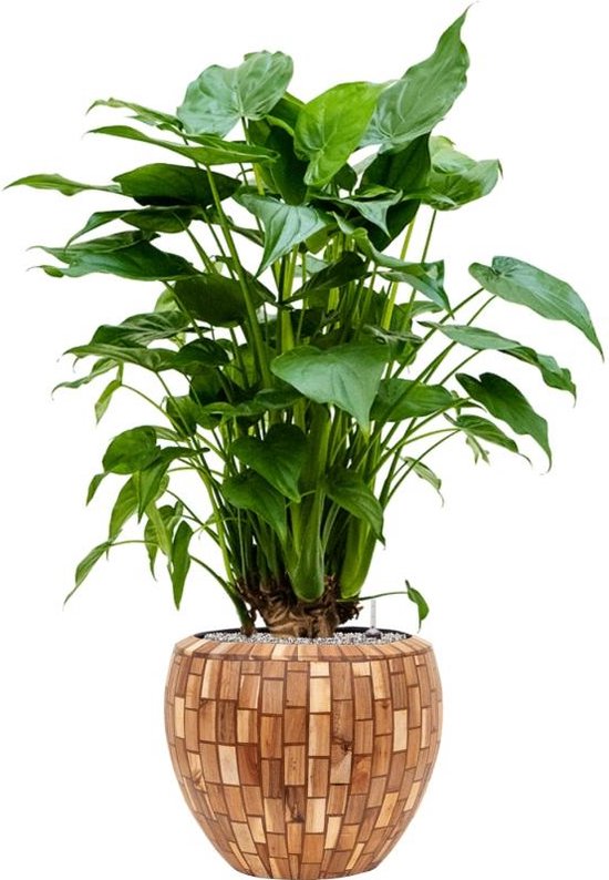 Plant in Pot Alocasia Cucculata 130 cm kamerplant in Baq Facets Jenga ...