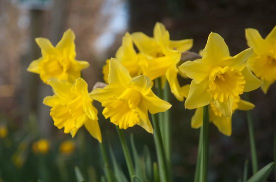 30 Narcis Tamara | bol.com