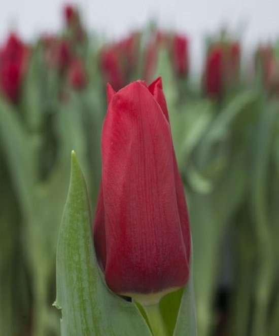 30 Tulp Supri Master | bol