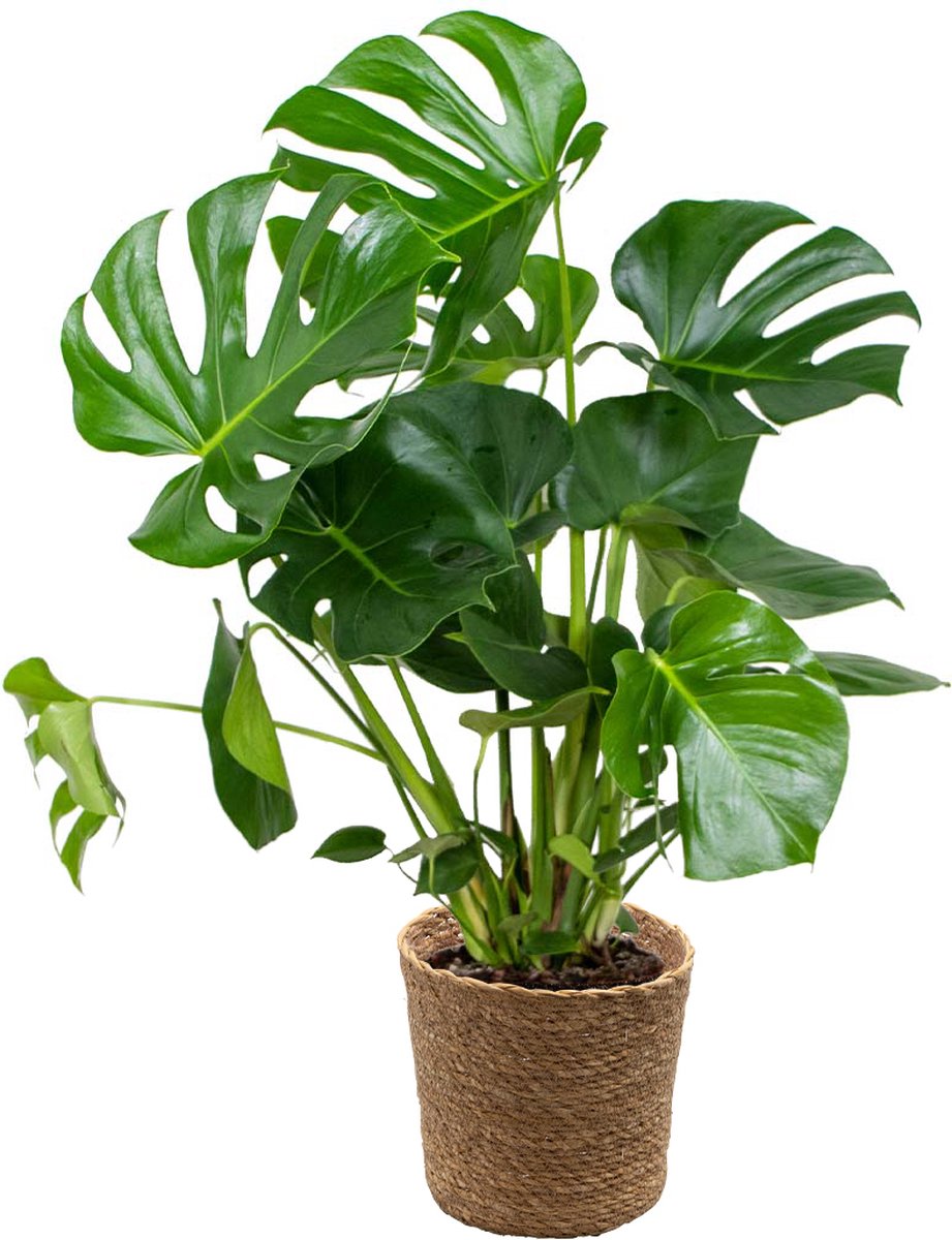 Monstera Deliciosa Incl. Zeegras Mand - Gatenplant - Kamerplant ...