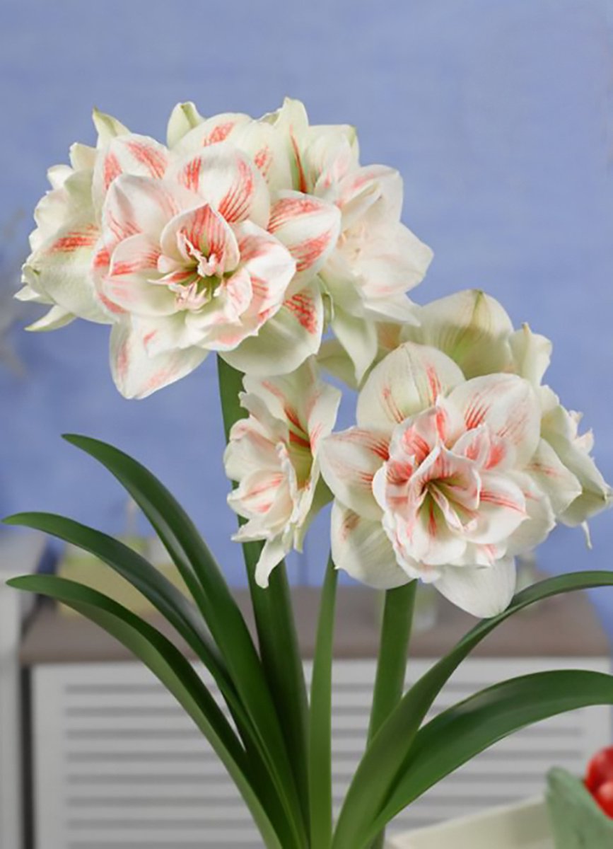 1 Hippeastrum 'Nymph' bloembol Dubbele Bloem Kerst Cadeau | bol.com