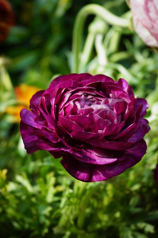 Bloem van Botanicly – Ranunculus Asiaticus Purple Sensation | bol