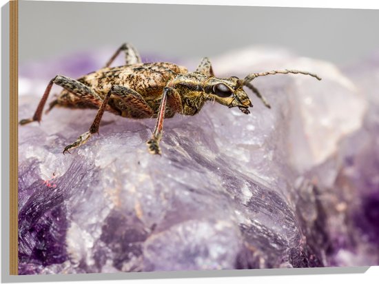 WallClassics - Hout - Insect op een Paars Kristal - 80x60 cm - 12 mm ...