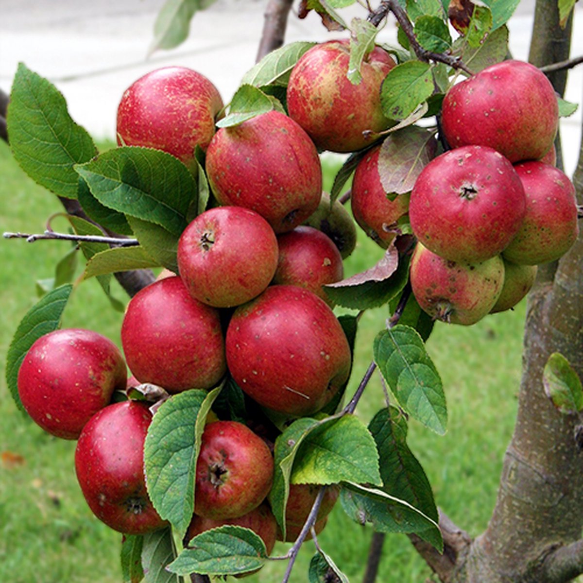 Malus domestica 'Red Spur Delicious' Dwergappelboom, 3 liter pot | bol.com