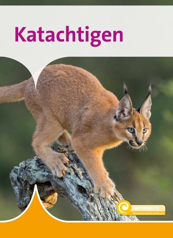 Informatie 168 - Katachtigen, Marlies Huijzer | 9789086649525 | Boeken ...