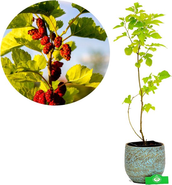 Morus bombycis 'Shin Tso' - Japanse Moerbei - 1,5L pot | bol.com