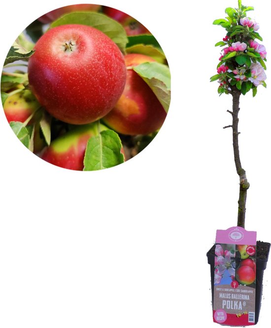 Malus domestica Ballerina 'Polka' Appelboom, zuilappel, 5L pot | bol
