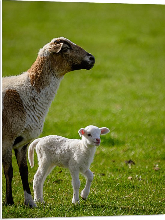 WallClassics - PVC Schuimplaat - Vader Schaap met Lammetje in het Veld ...