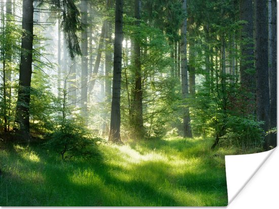 Poster Natuur - Bomen - Bos - Groen - Zon - Gras - Planten - 40x30 cm | bol