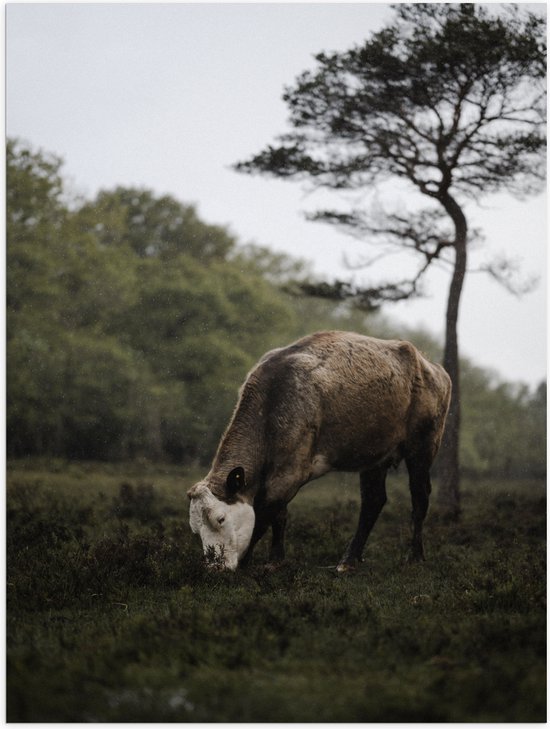 WallClassics - Poster (Mat) - Grazende Koe - 60x80 cm Foto op ... WallClassics - Poster (Mat) - Grazende Koe - 60x80 cm Foto op ...