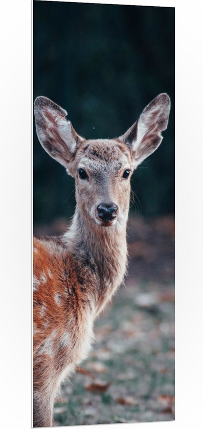 WallClassics - PVC Schuimplaat - Hert in het Wild - 50x150 cm Foto op ...